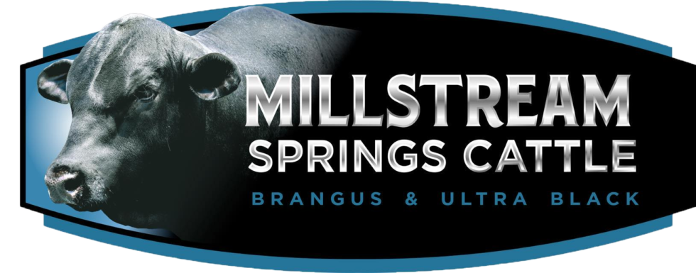 Millstream Springs | Millstream Springs Cattle Co